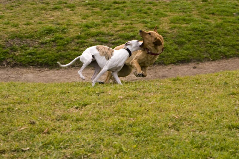 Perros corriendo_9556. stock image. Image of friends, frisky - 1477727