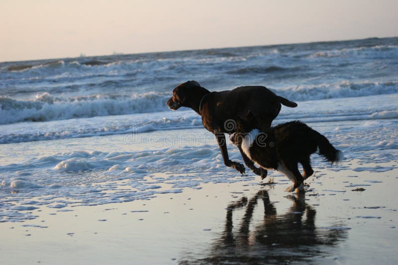 Perros corrientes foto de archivo. Imagen de rojo, amarillo - 149202