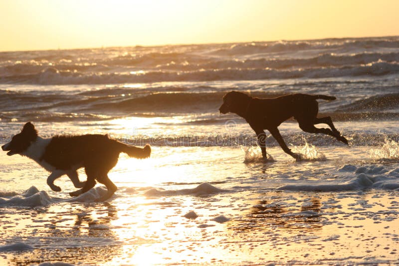 Perros corrientes imagen de archivo. Imagen de colorido - 149203