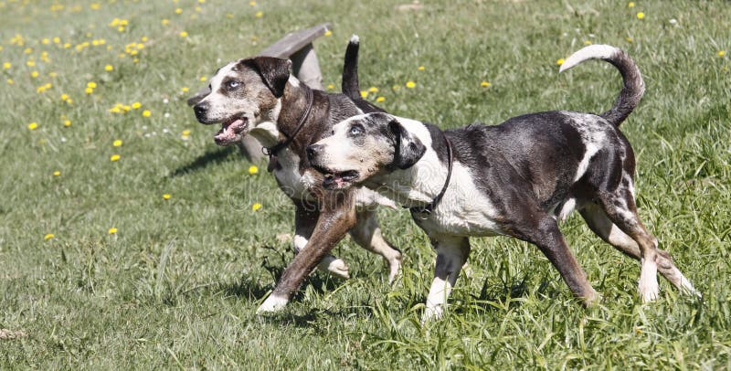 Perros corrientes imagen de archivo. Imagen de retrato - 24751753