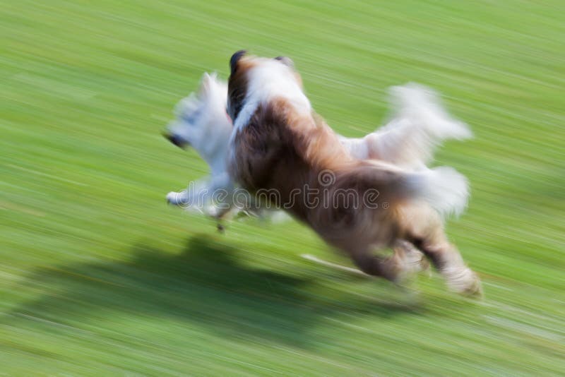 Dos perros corrientes imagen de archivo. Imagen de mascotas - 30732973