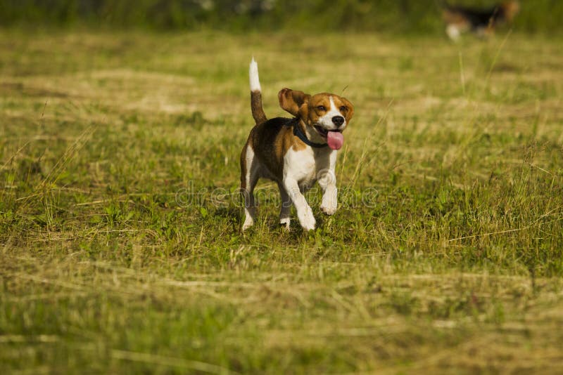 Perros Corrientes Del Beagle Imagen de archivo - Imagen de negro ...