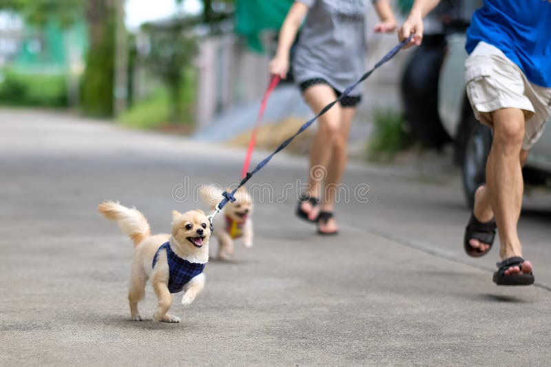 Perros corrientes felices imagen de archivo. Imagen de persona - 62896571