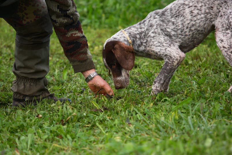 Perros De La Trufa De La Raza Foto de archivo - Imagen de italia, seta ...