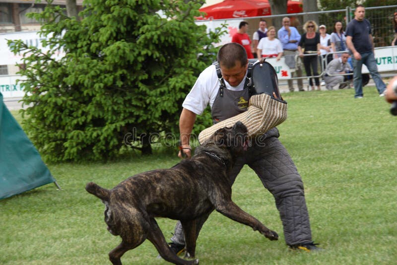 Perros de protector foto editorial. Imagen de castas - 19289696