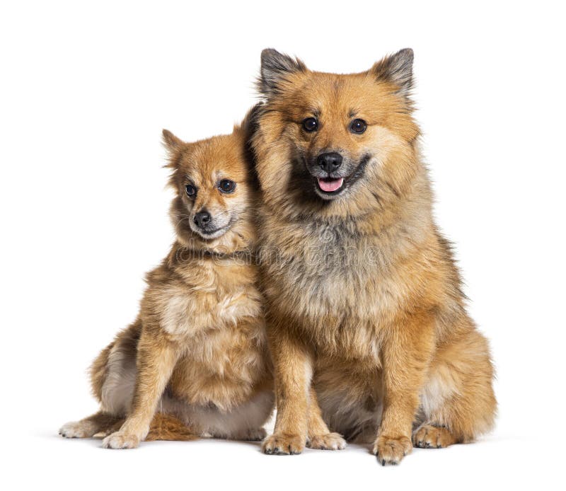 Perros De Raza Cruzada Sentados Aislados En Blanco Foto de archivo ...