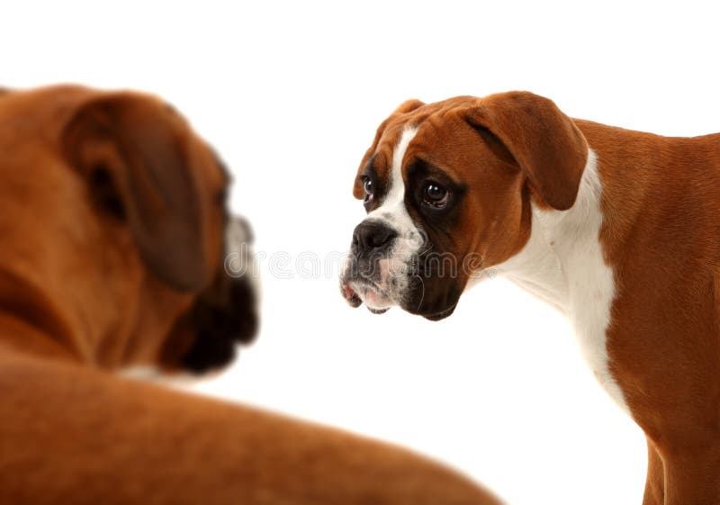 Perros del boxeador imagen de archivo. Imagen de perritos - 10882735