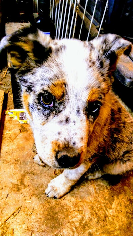 Perros del rancho foto de archivo. Imagen de running, carril - 8102952