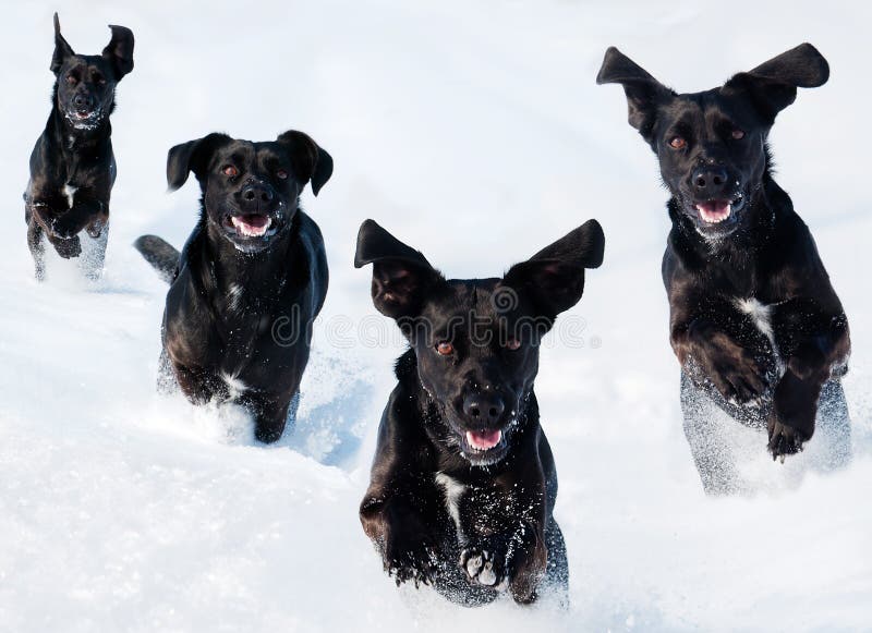 Perros en la nieve imagen de archivo. Imagen de nieve - 23462333