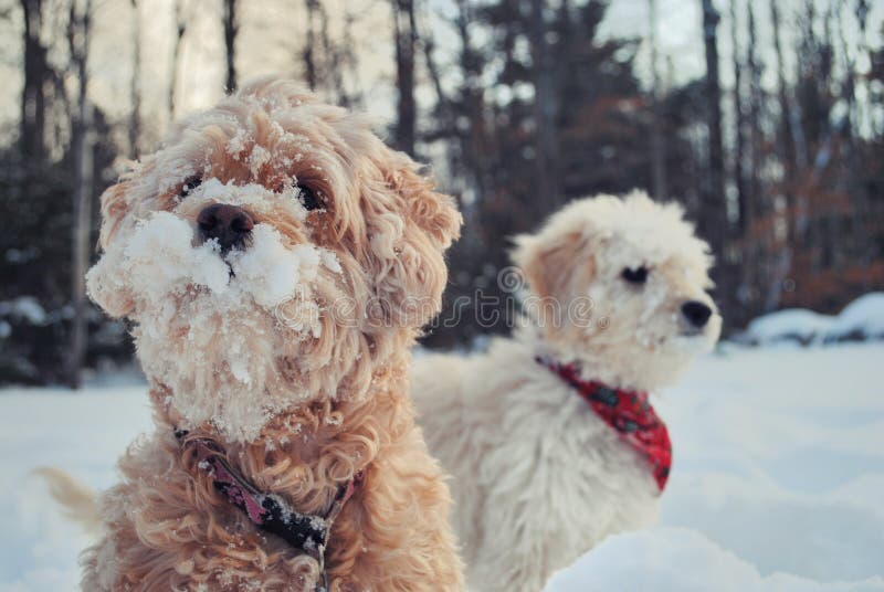Perros en la nieve imagen de archivo. Imagen de cuatro - 23462333