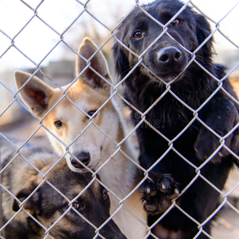 Perros en refugio foto de archivo. Imagen de concepto - 63731492