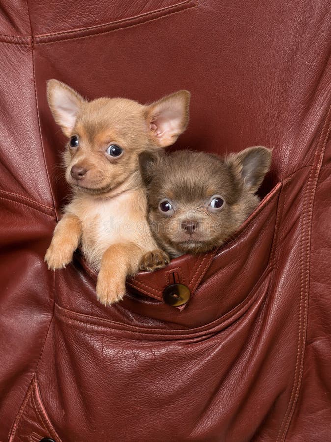 Perros En Un Bolsillo De La Chaqueta Foto de archivo - Imagen de ...