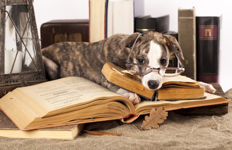 Perros En Vidrios Con Los Libros Imagen de archivo - Imagen de libro ...