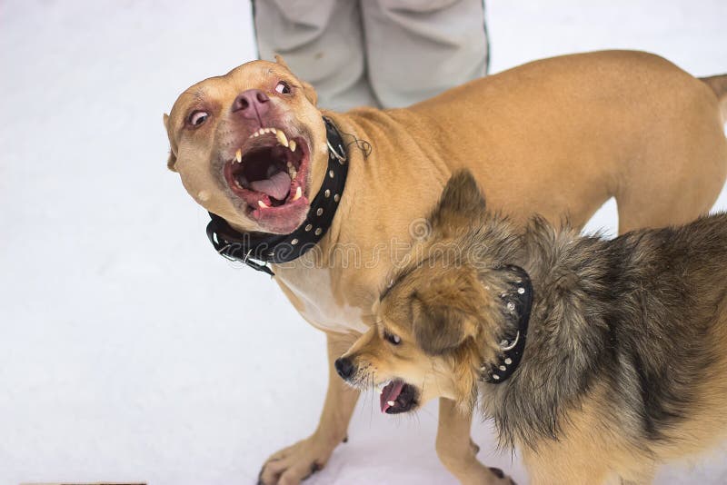imágenes comunes del Animales Enojados - los derechos de la ...