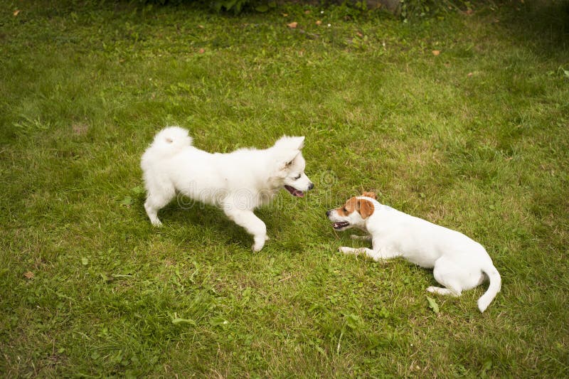 Perros felices imagen de archivo. Imagen de doméstico - 20737611