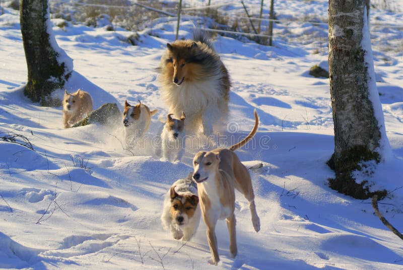 Perros felices imagen de archivo. Imagen de corriendo - 52312555