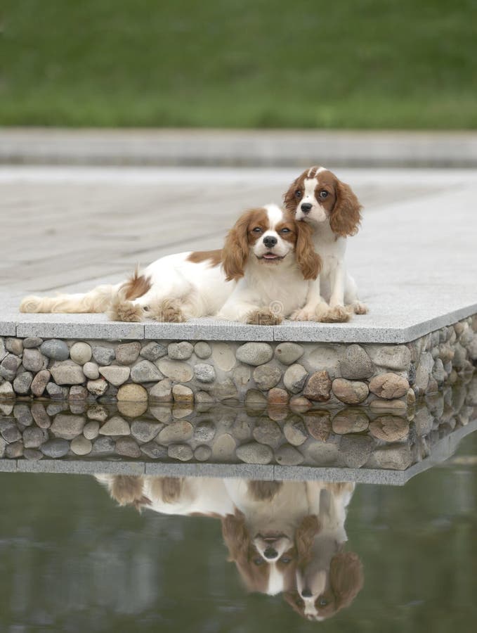 Perros hermosos foto de archivo. Imagen de adorable, caballero - 4893560
