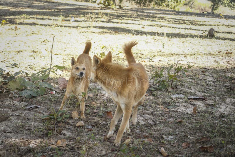 Perros indios foto de archivo. Imagen de indio, perros - 170376370
