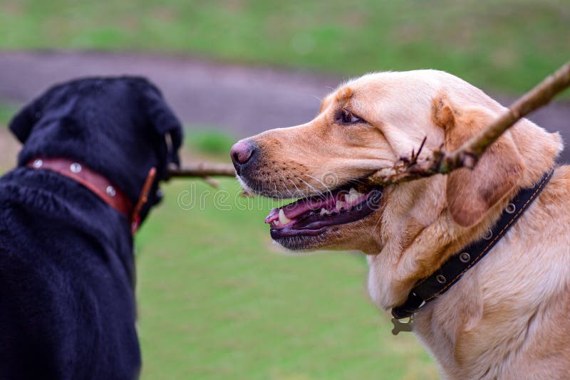Perros Labradores Jugando Con Palo Foto de archivo - Imagen de mojado ...