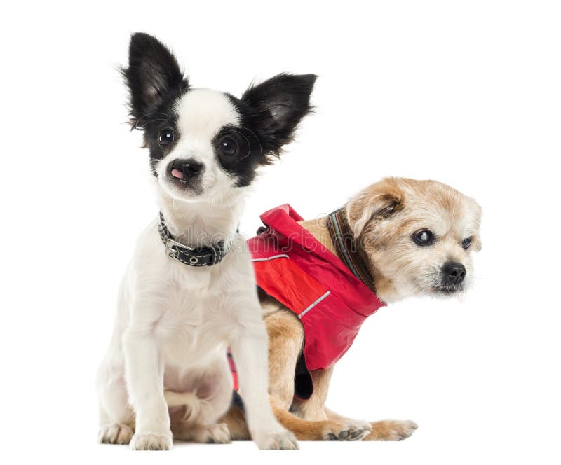 Perro Lisiado Fotos - Libres de Derechos y Gratuitas de Dreamstime