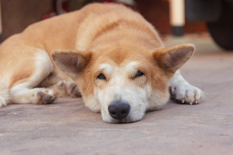 Perro Agachado Durmiendo En El Desierto Cerca De Jaisalmer, Rajasthan ...