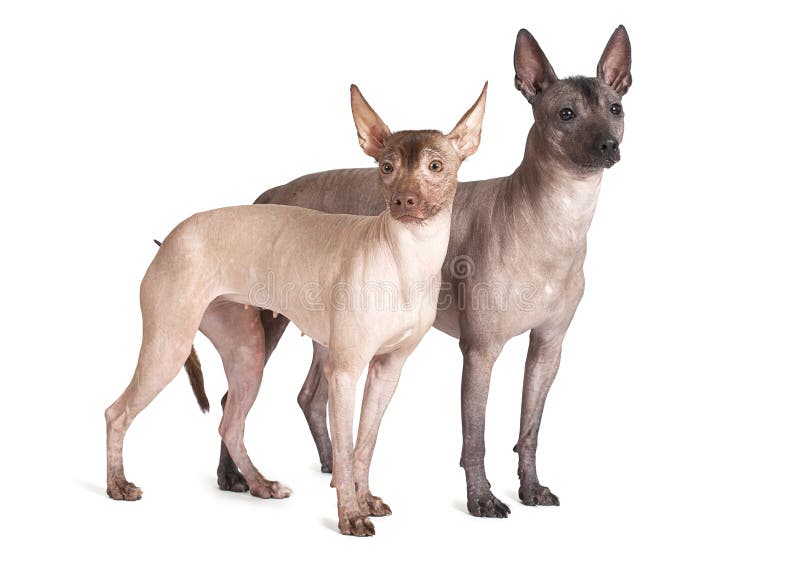Perros Mexicanos Del Xoloitzcuintle, Fondo Blanco Foto de archivo ...