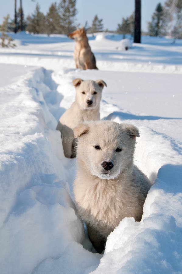 Perros perdidos foto de archivo. Imagen de lindo, mendigo - 18723202