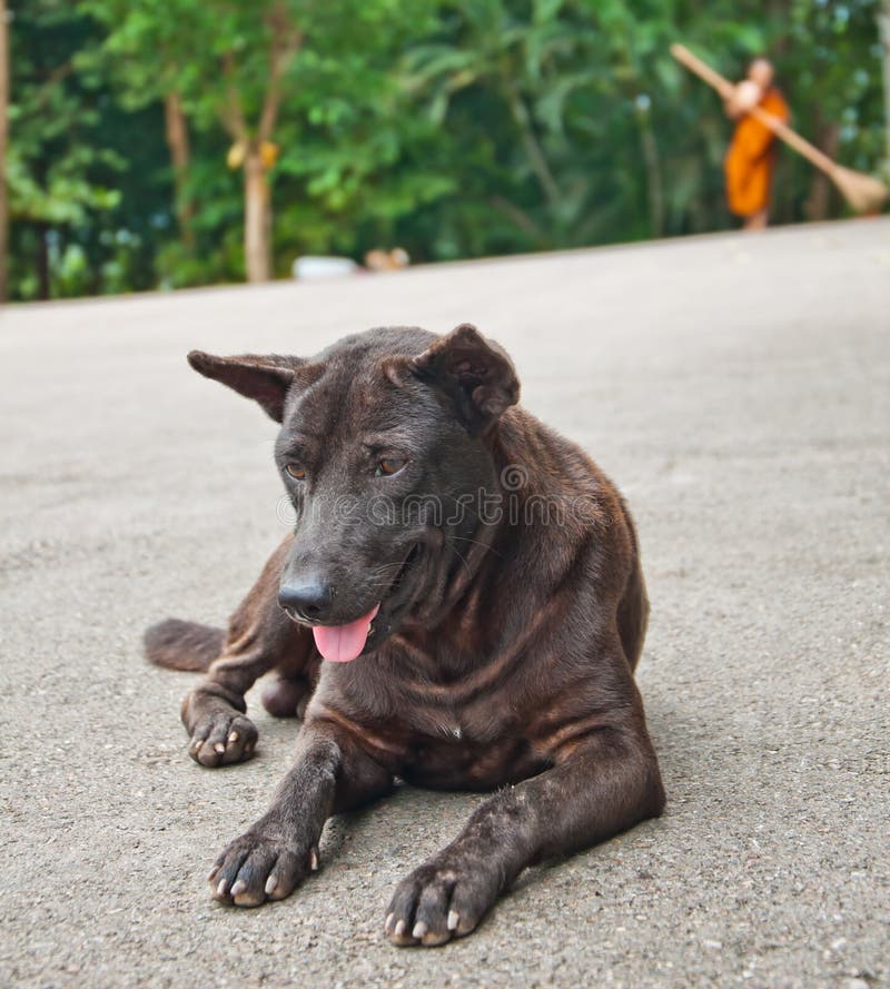Perros perdidos imagen de archivo. Imagen de tomando - 21992221