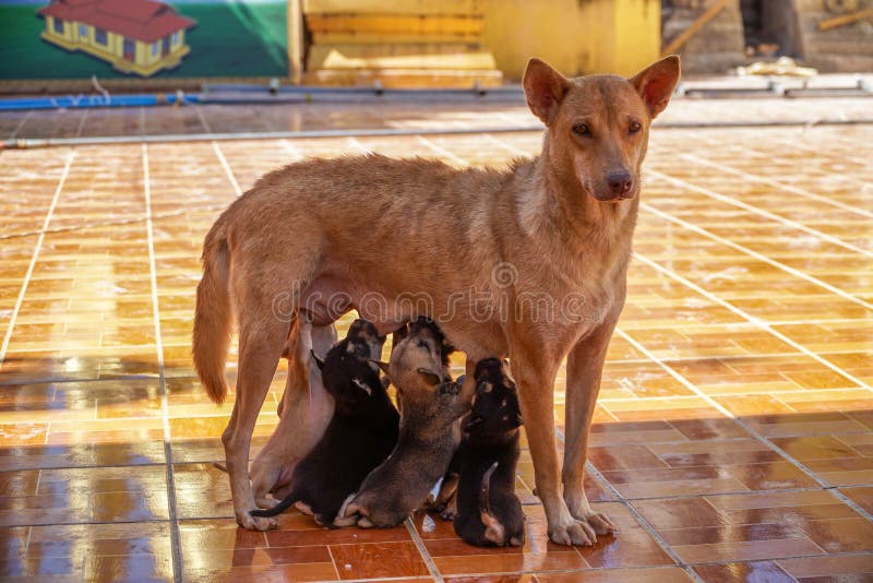Perros Perdidos: Perritos Que Amamantan Imagen de archivo - Imagen de ...