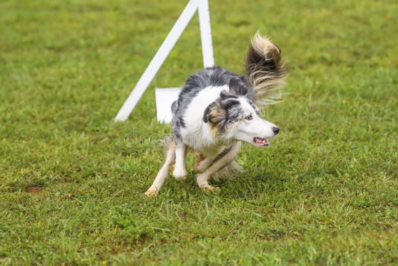 Perros Que Practican El Deporte De La Agilidad Foto de archivo ...