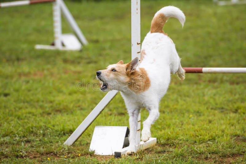 Perros Que Practican El Deporte De La Agilidad Imagen de archivo ...
