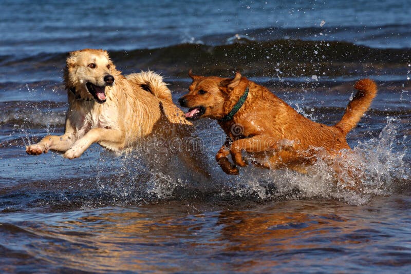 Perros corrientes imagen de archivo. Imagen de blanco - 2037521