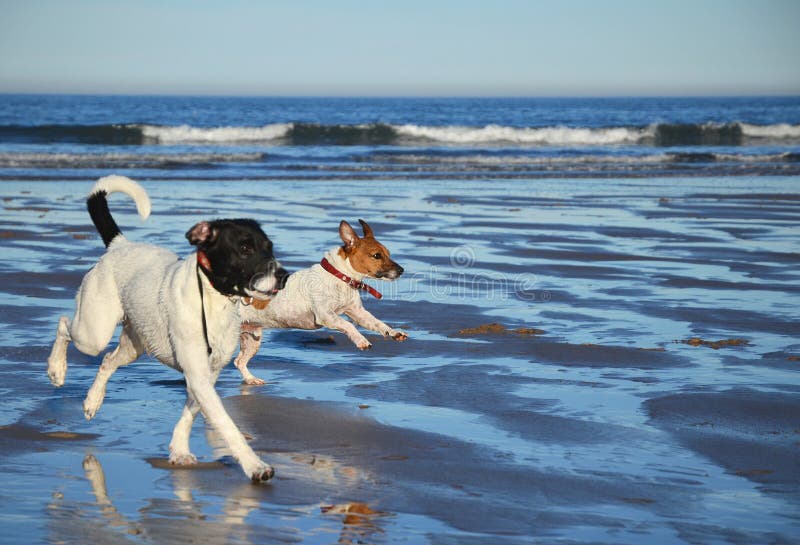 Perros corrientes imagen de archivo. Imagen de retrato - 24751753