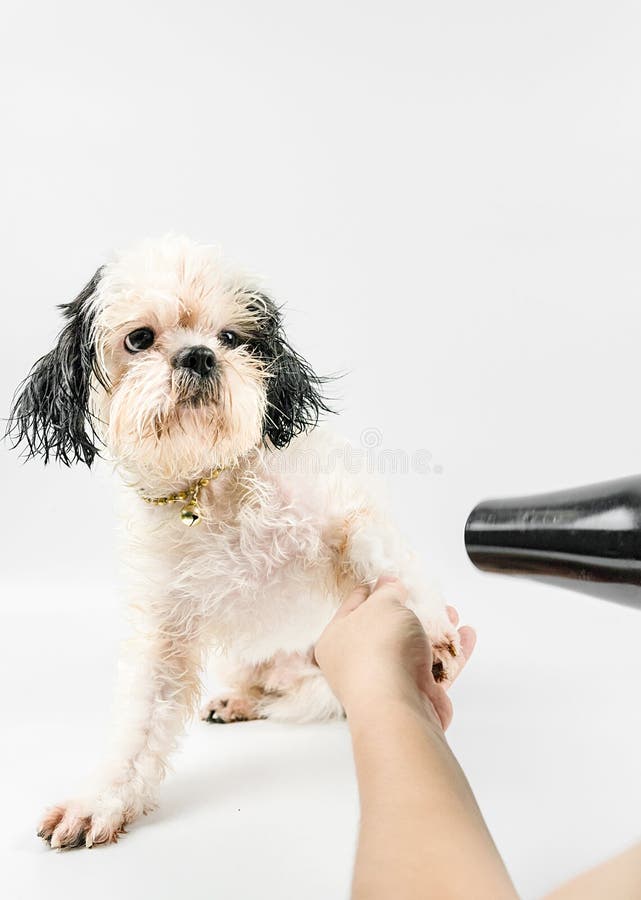 Perros Que Soplaba Las Plumas Para Hacerlas Secas Foto de archivo ...