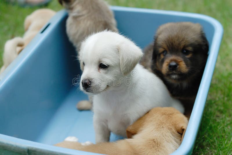 Perros recién nacidos foto de archivo. Imagen de newborn - 15511998