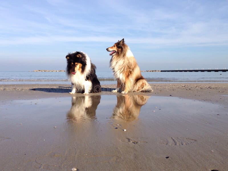 Perros En El Agua En La Playa Imagen de archivo - Imagen de perros ...