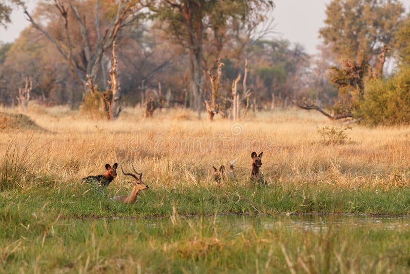 Perros Salvajes Cazando Impala Desesperados Foto de archivo - Imagen de ...