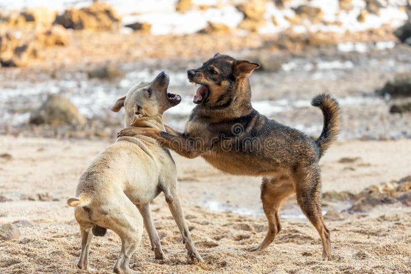 Perros Salvajes Jugando Y Peleando Foto de archivo - Imagen de ...