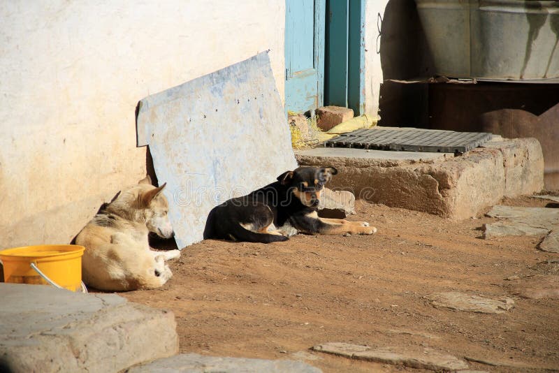 Perros tristes foto de archivo. Imagen de animal, mascota - 75727514