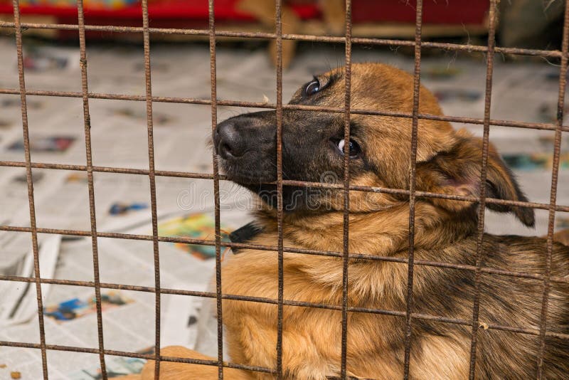 Perros Tristes En Una Jaula De Un Refugio Imagen de archivo - Imagen de ...
