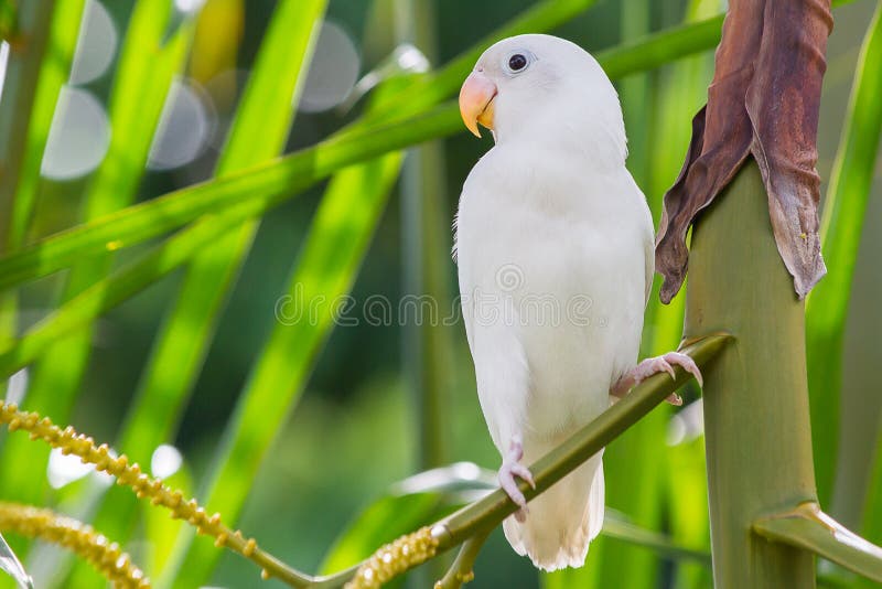 Perruche Mignonne Se Tenant Sur La Perche Image stock - Image du coloré ...