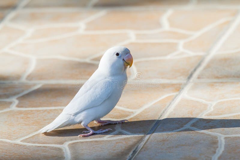 Perruche Blanche Se Tenant Sur La Terre Photo stock - Image du ground ...