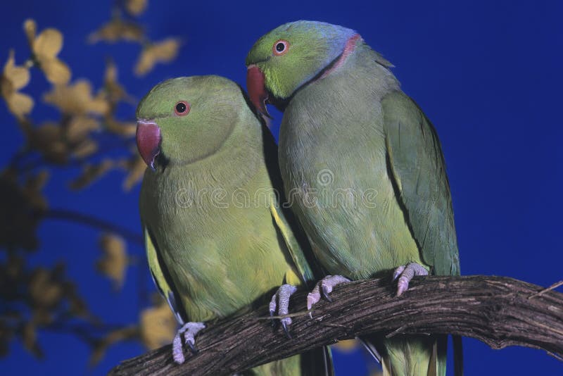 PERRUCHE a COLLIER Psittacula Krameri Stock Image - Image of parrot ...