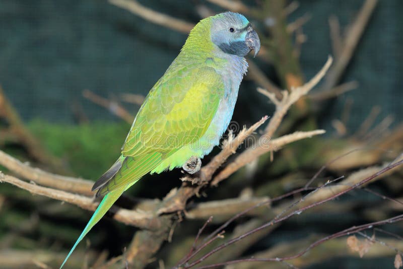 Gros Plan Perruche Lord Derby Image stock - Image of manger, singe ...