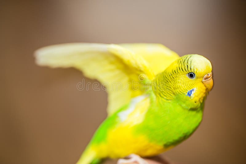 Perruche Femelle Jaune Et Verte, Perruche Photo stock - Image du jaune ...