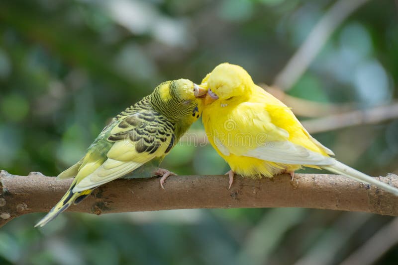 Perruche jaune image stock. Image du couples, couleurs - 38729707