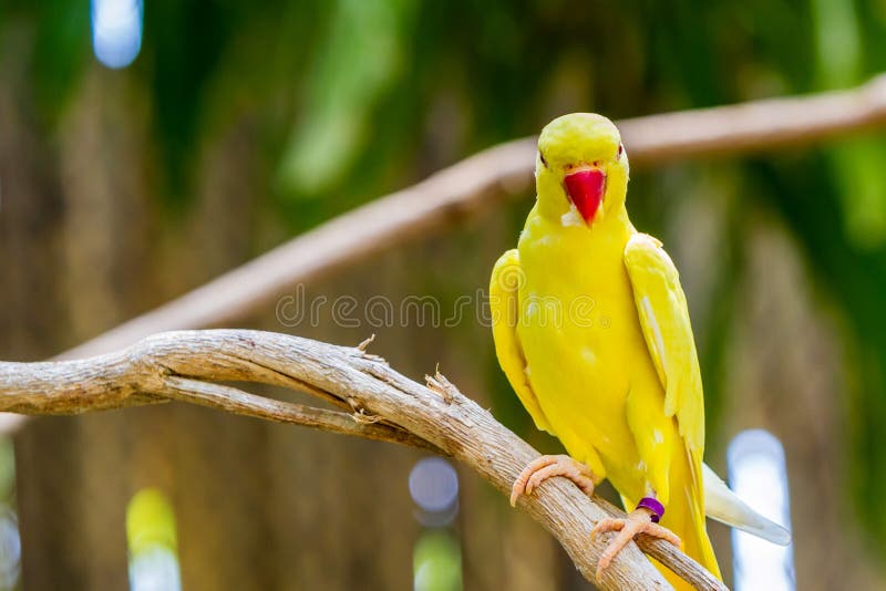 Perruche Jaune De Ringnecked. Image stock - Image du investigateur ...