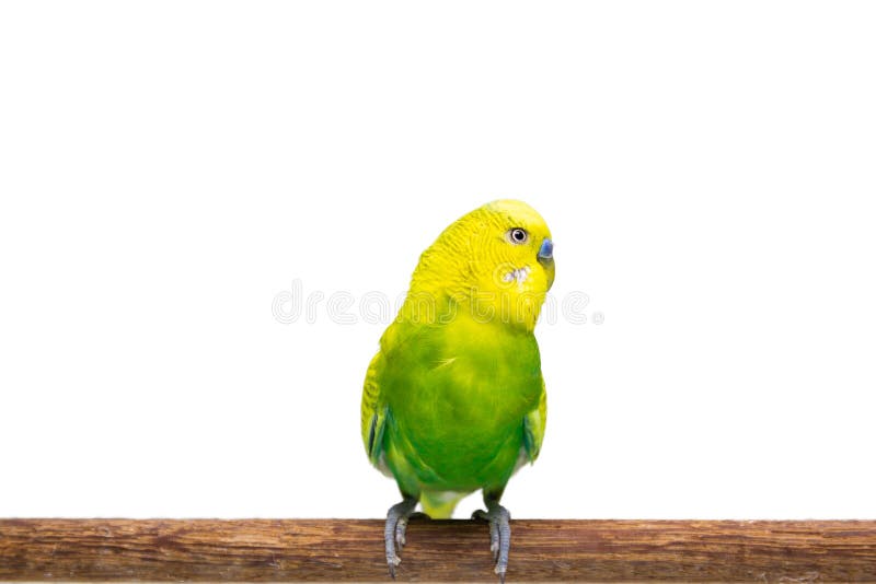 Perruche Jaune Et Verte, Oiseau De Perruche Image stock - Image du tête ...