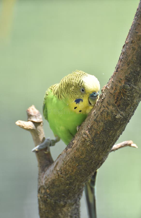 Perruche Jaune Et Verte Picotant à L'arbre Photo stock - Image du ...