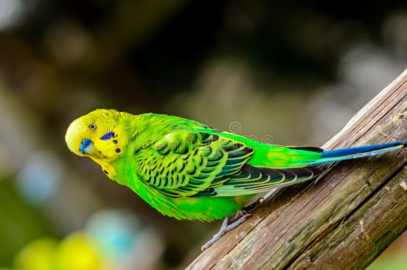 Perruche verte photo stock. Image du vert, coloré, pets - 49073894